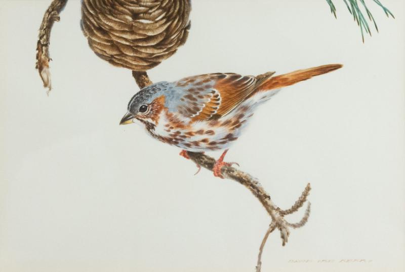 David Kerr - English Victorian Bird Watercolor 40