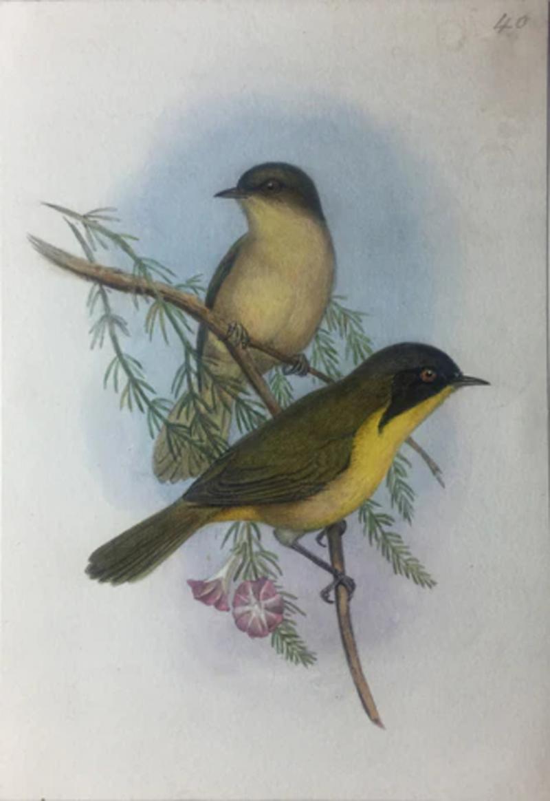 JOSEPH WOLF - A COLLECTION OF 44 WATERCOLORS OF BIRDS AND ANIMALS