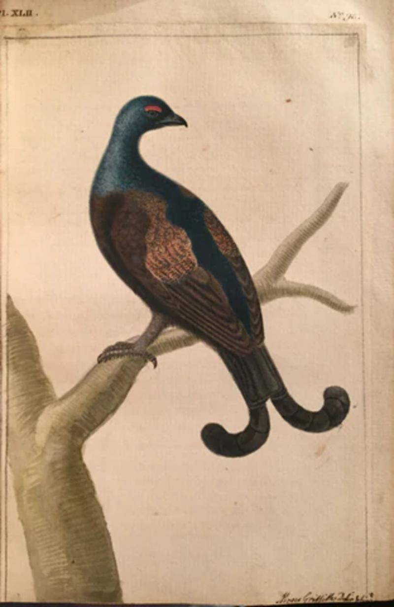 THOMAS PENNANT - THOMAS PENNANT (BRITISH, 1726-1798), THE BRITISH ZOOLOGY
