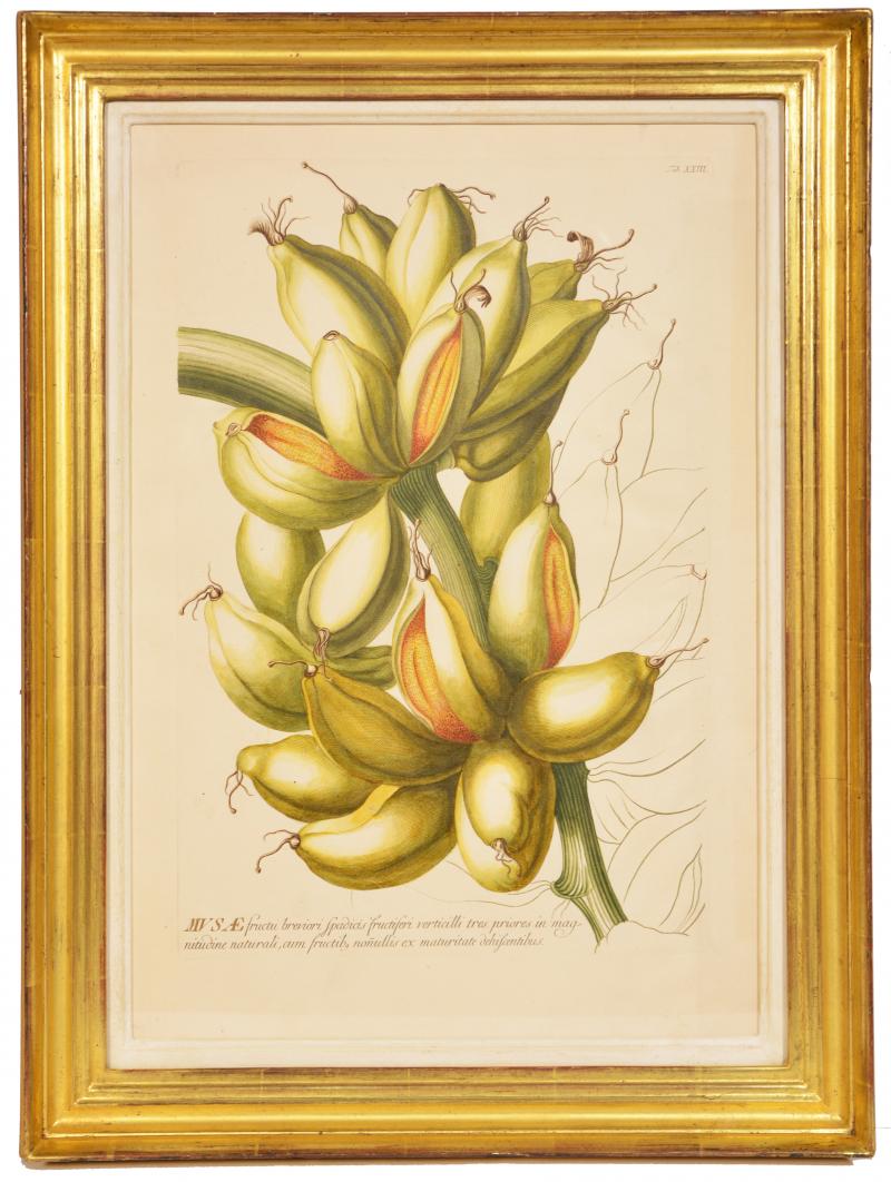 Christoph Trew - A Set of Three engraved botanical plates