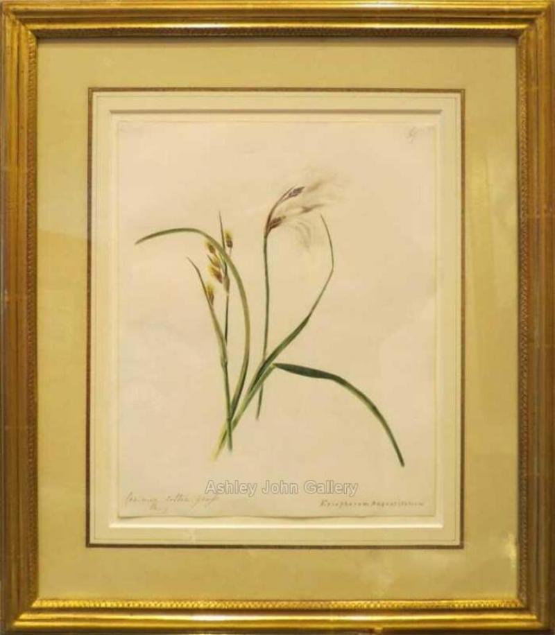 Emily Stackhouse - "Common Cotton Grass - Eriophorum Angustifolium"