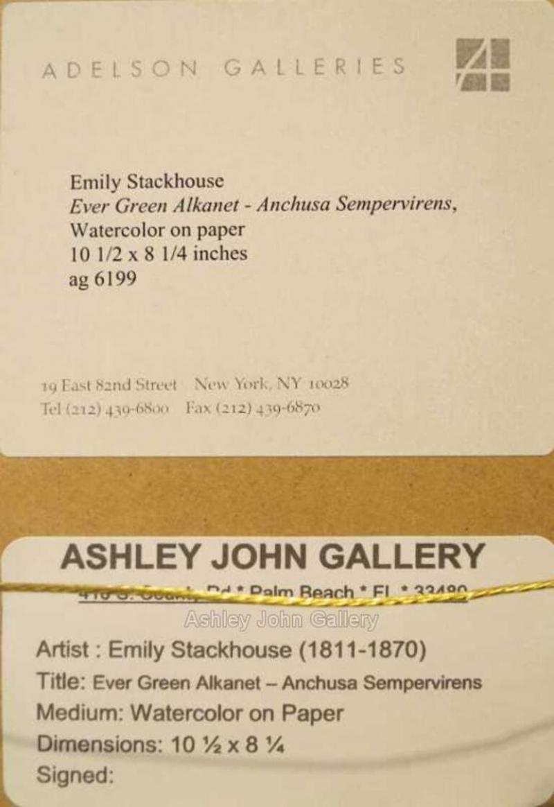 Emily Stackhouse - "Ever Green Alkanet - Anchusa Sempervirens"