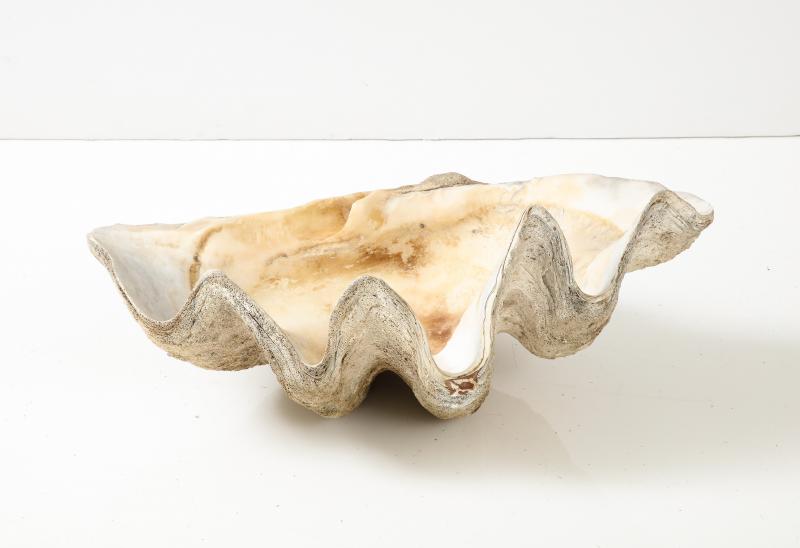 Exceptionally Large Antique 'Tridacna Gigas' (Giant Clam) Shell ...