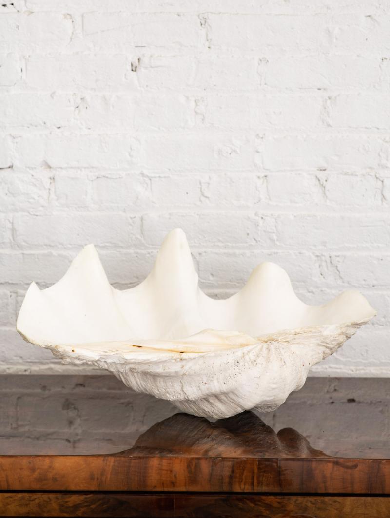 Giant South Pacific Clam Shell Tridacna Gigas