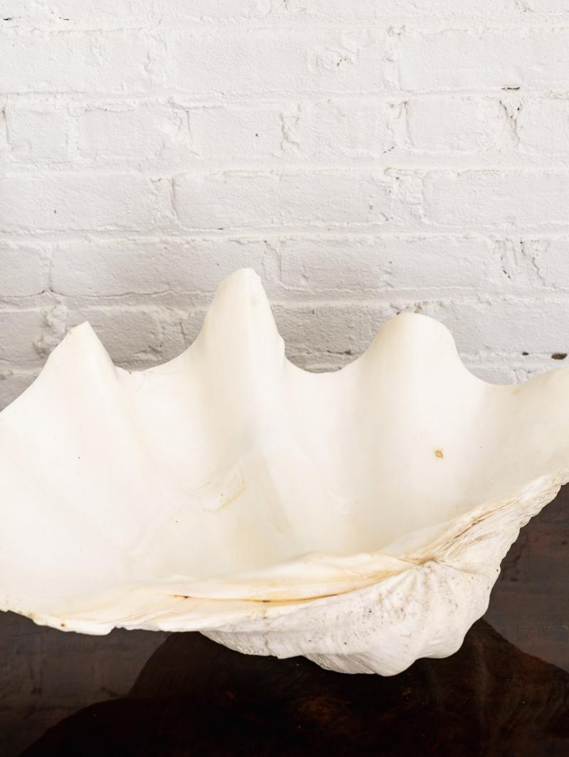 Giant South Pacific Clam Shell Tridacna Gigas