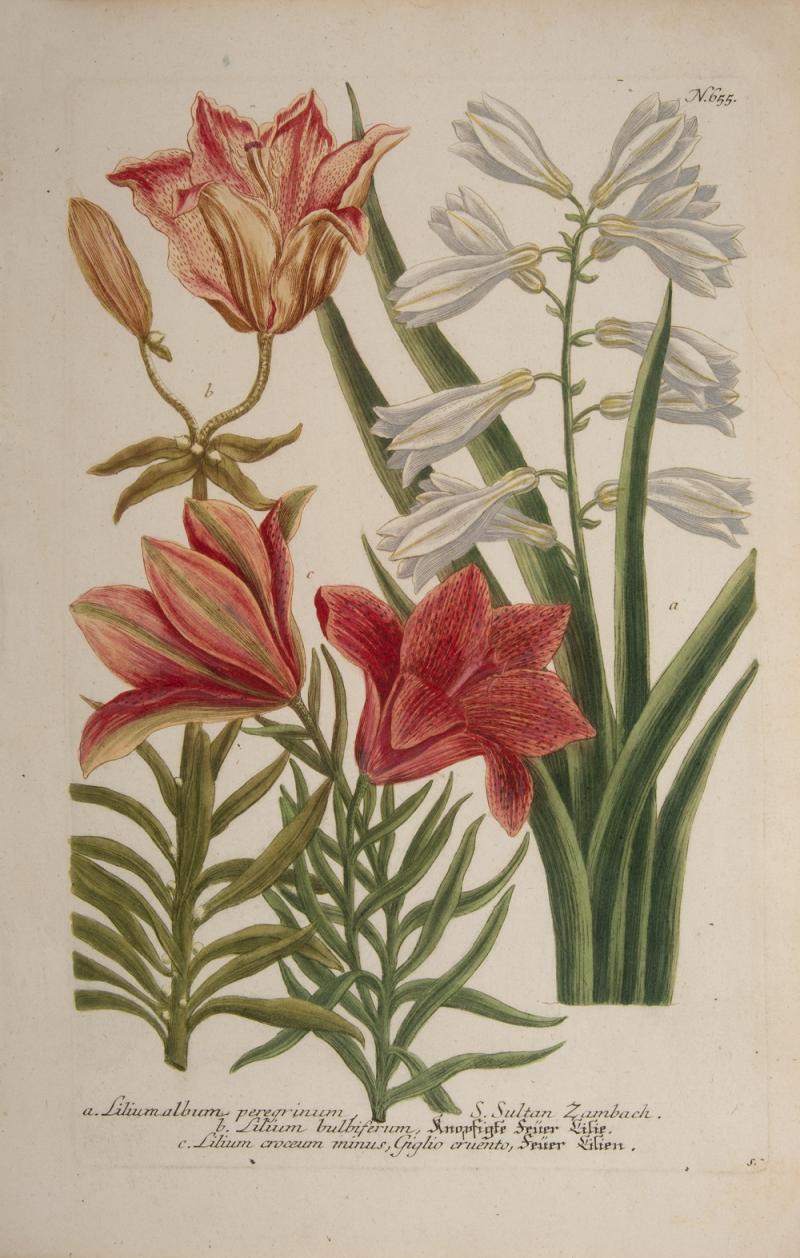 Johann Wilhelm Weinmann - WEINMANN, Johann Wilhelm - Lillies