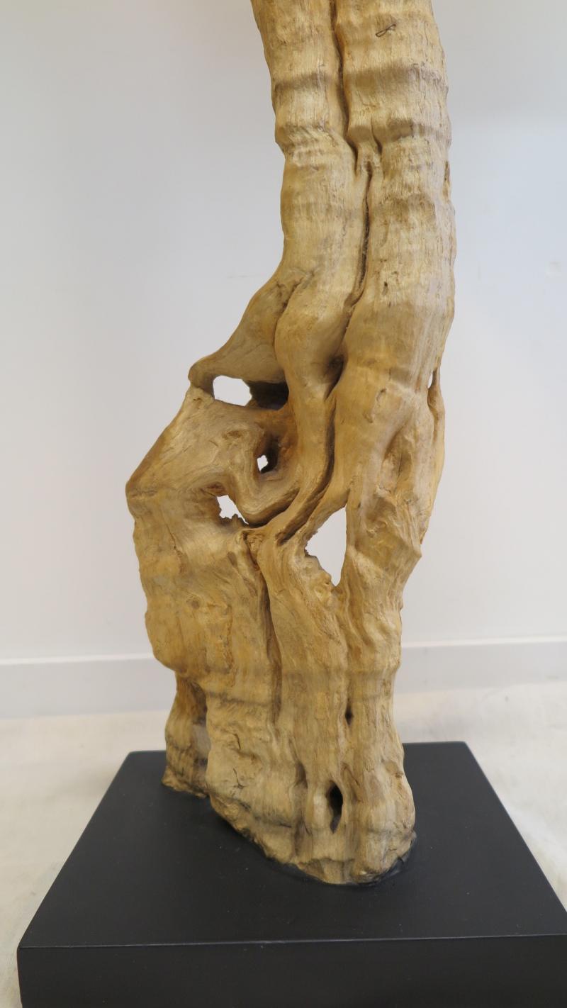 Natural Teak Wood Root Sculpture