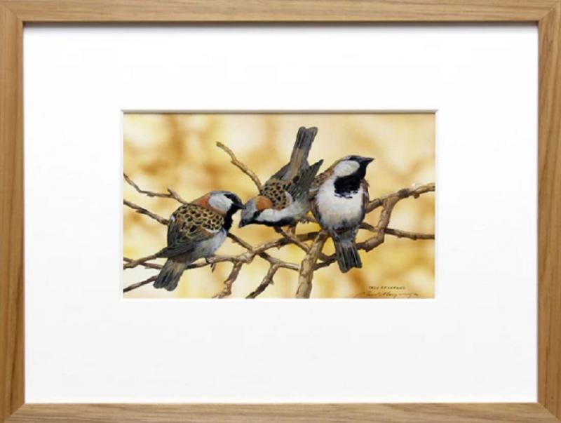 Paul Margocsy - Jack Sparrows