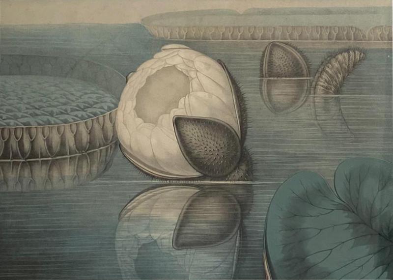William Sharp - 19th Century William Sharp Water Lily Color Lithograph