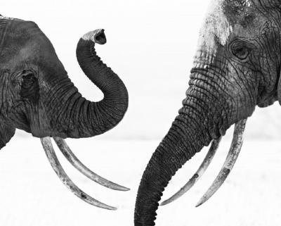 David Yarrow - Ivory Exchange