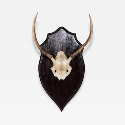 Ebonised Oak Shield Mounted Antlers