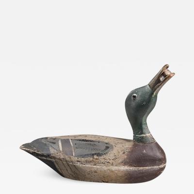 Feeding Mallard drake decoy with acorn