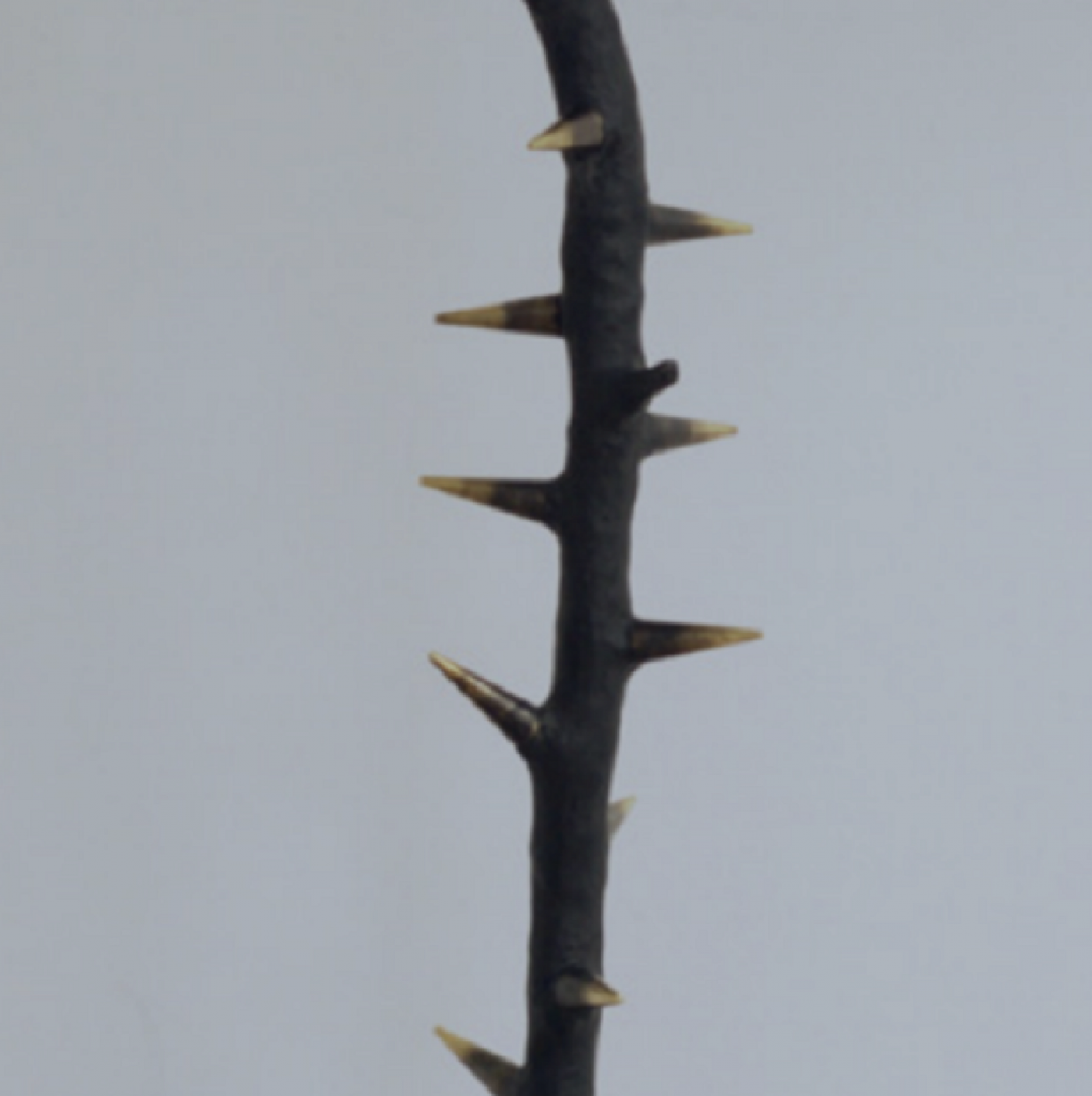 7GODS - Georgina Lola Wall Light by 7Gods Lighting