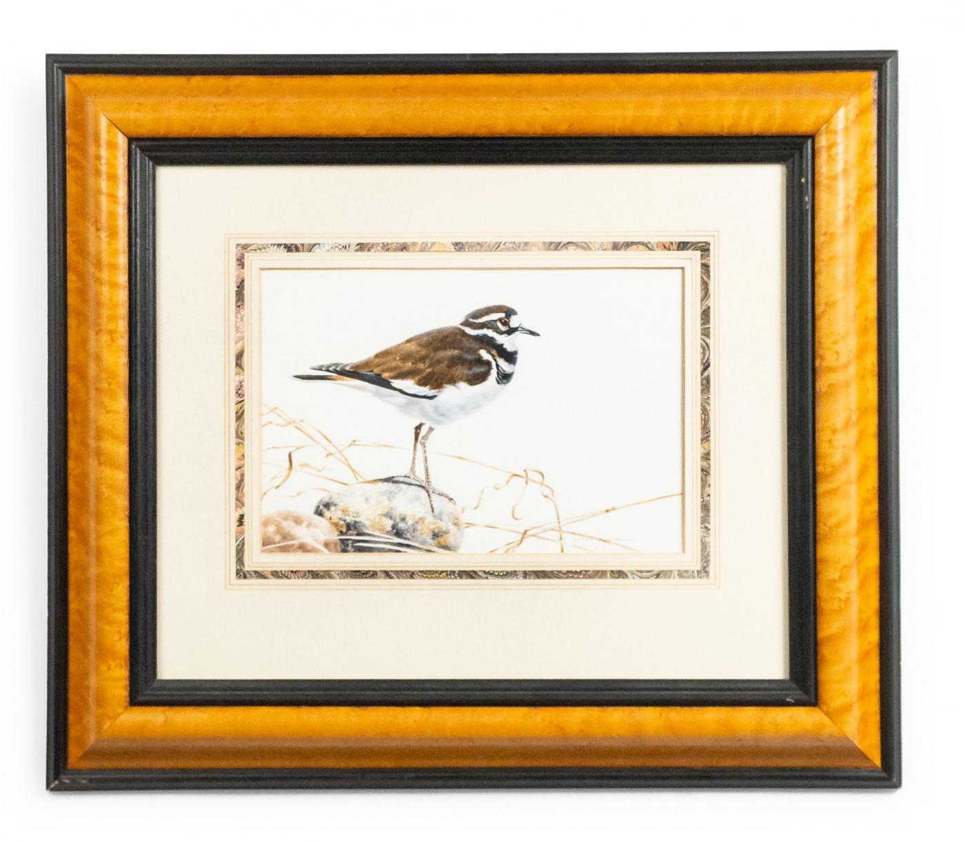 David Kerr - English Victorian Bird Watercolor 31
