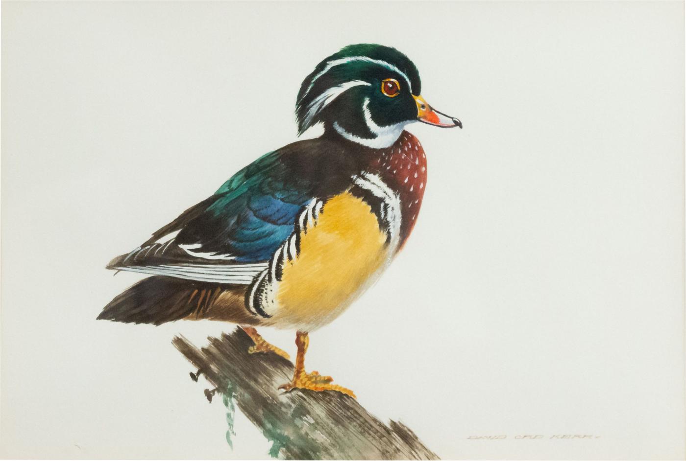 David Kerr - English Victorian Bird Watercolor 33