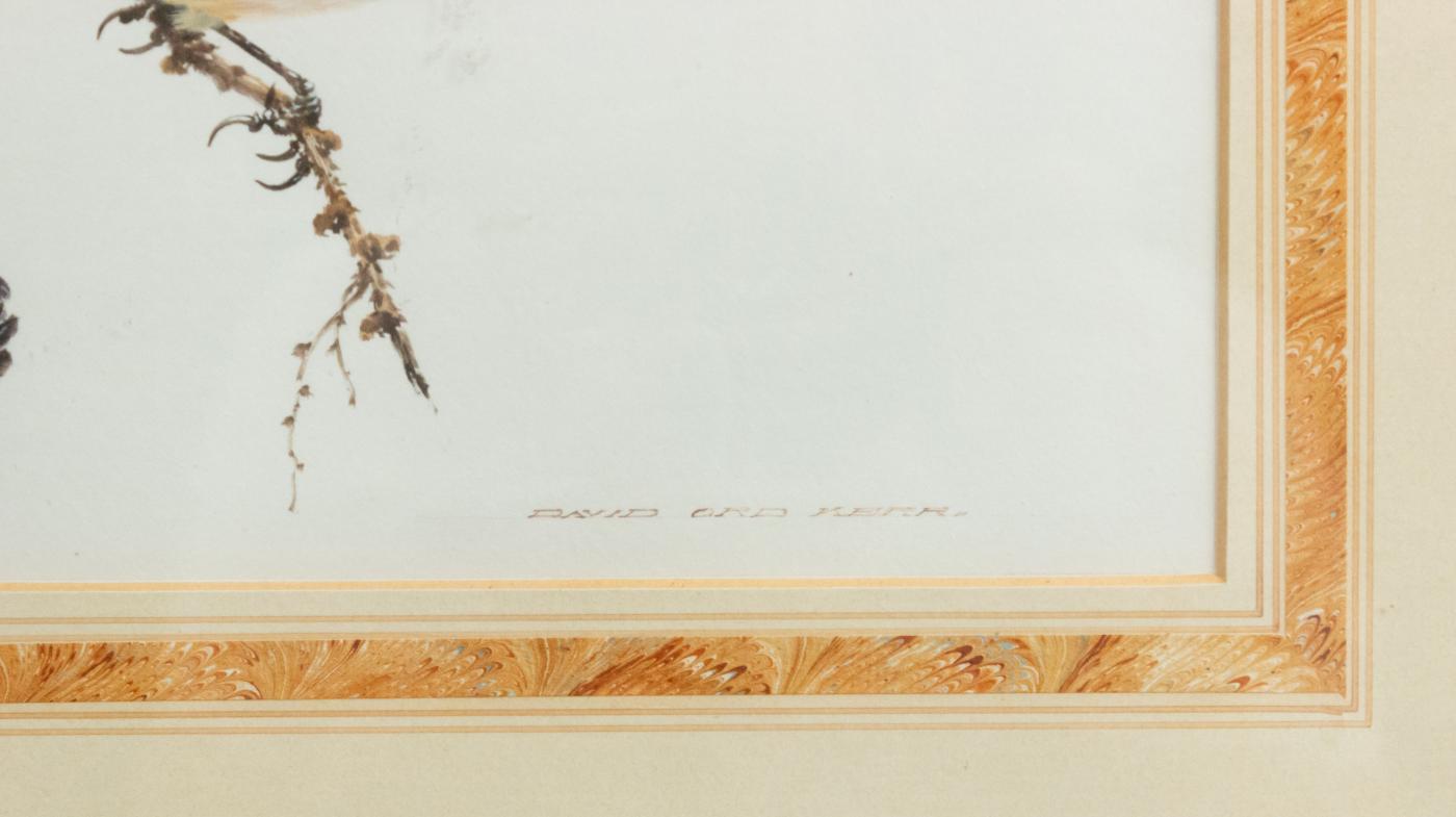 David Kerr - English Victorian Bird Watercolor 35