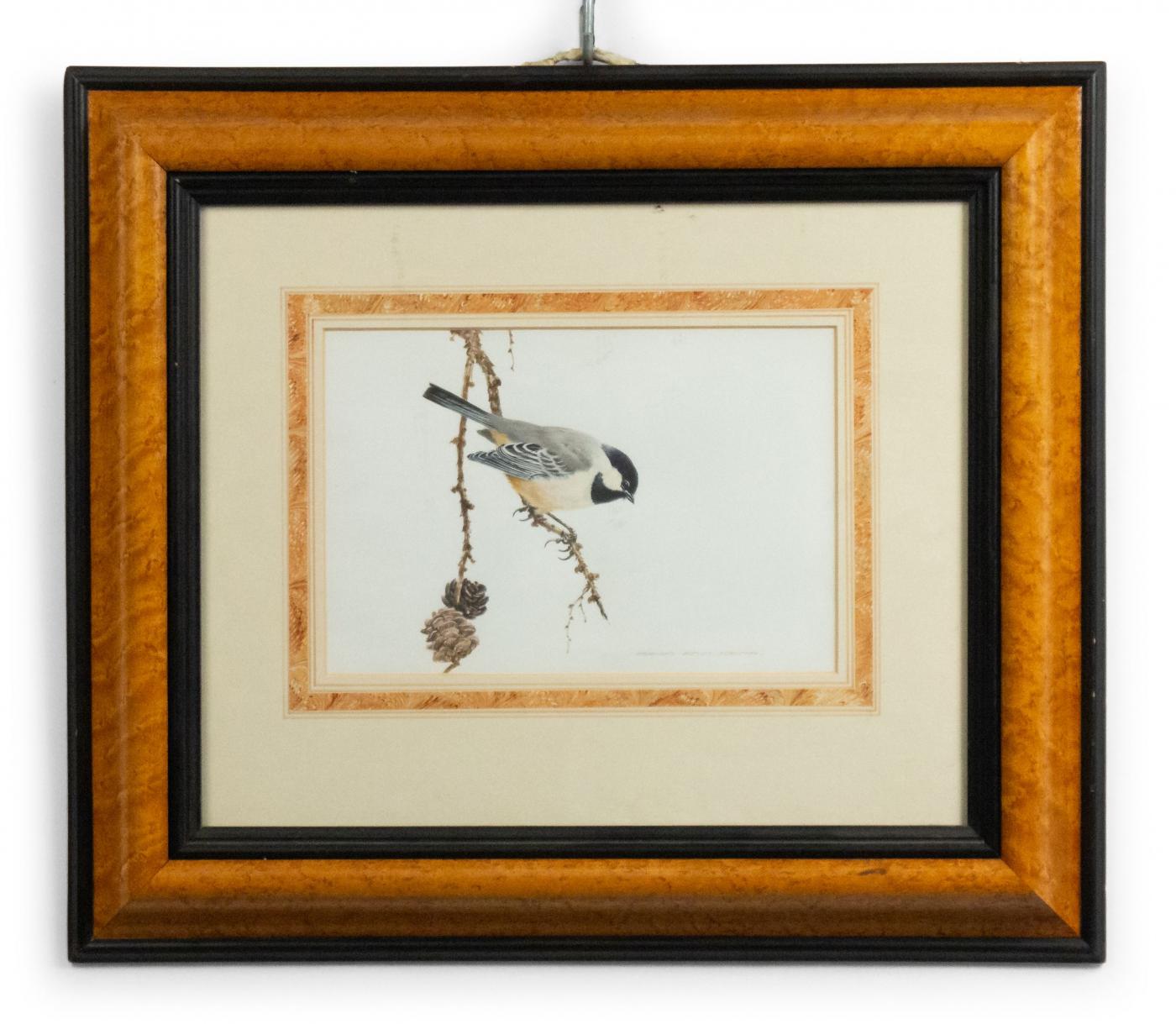 David Kerr - English Victorian Bird Watercolor 35