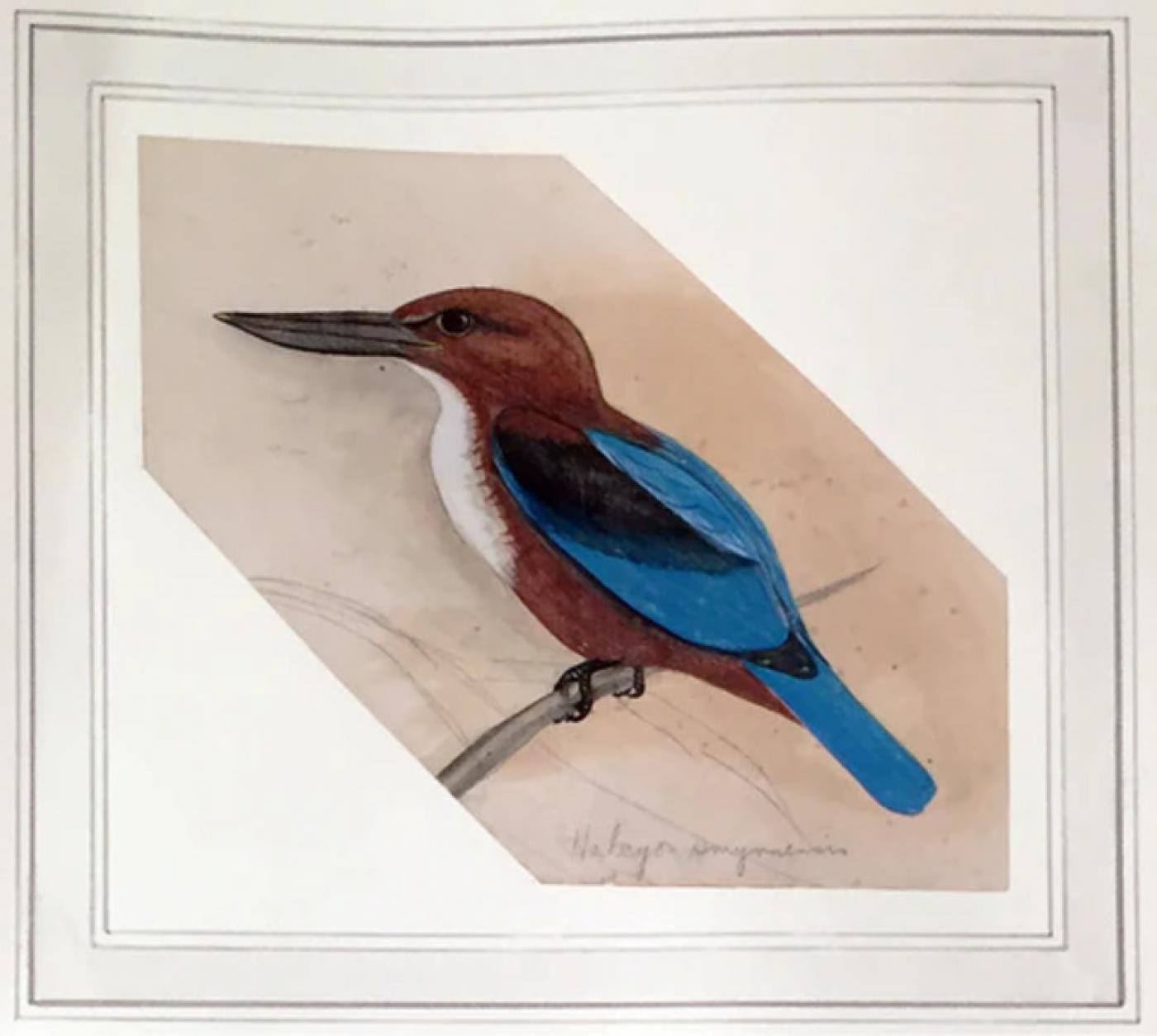 GEORGE MORRISON REID HENRY - COLLECTED FIELD STUDIES OF BIRDS...