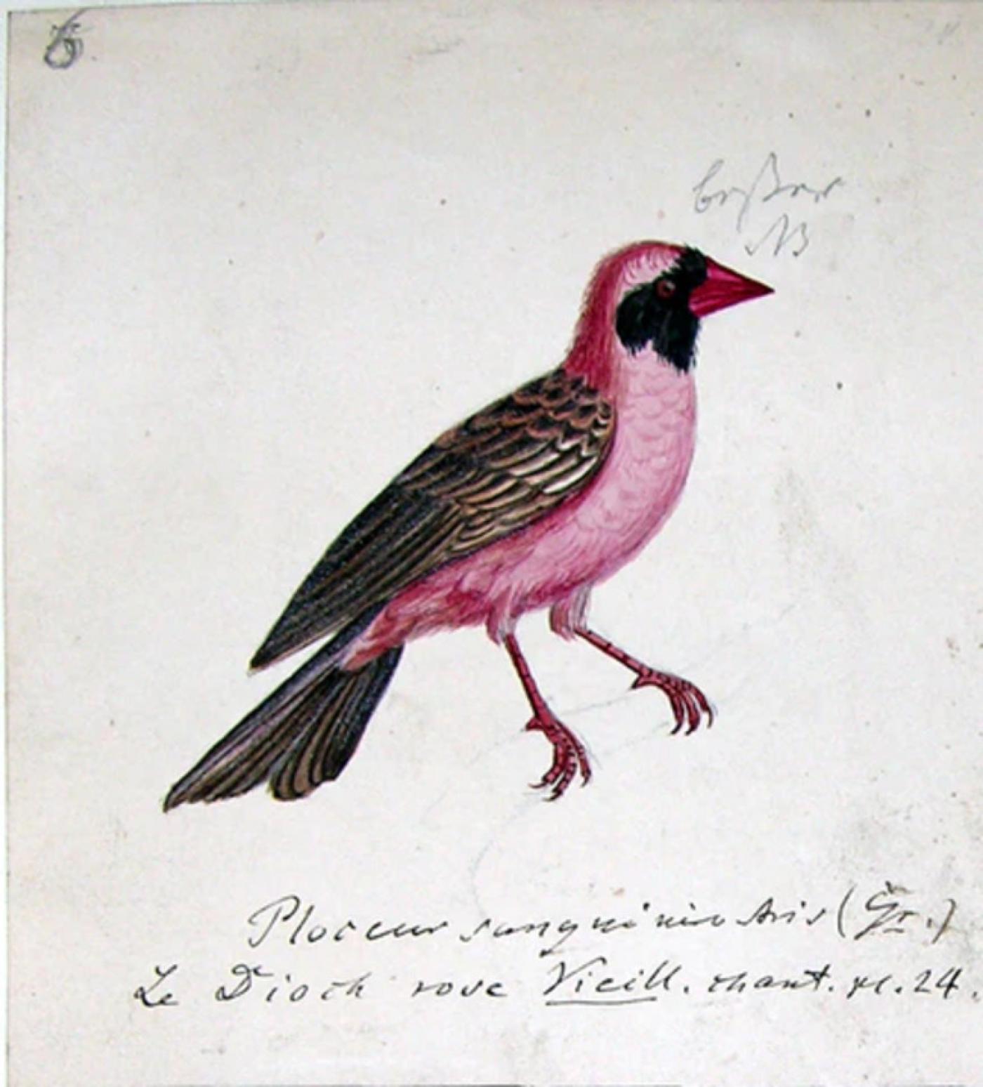 HEINRICH GOTTLIEB LUDWIG REICHENBACH - ORIGINAL WATERCOLOR DRAWINGS FOR ...