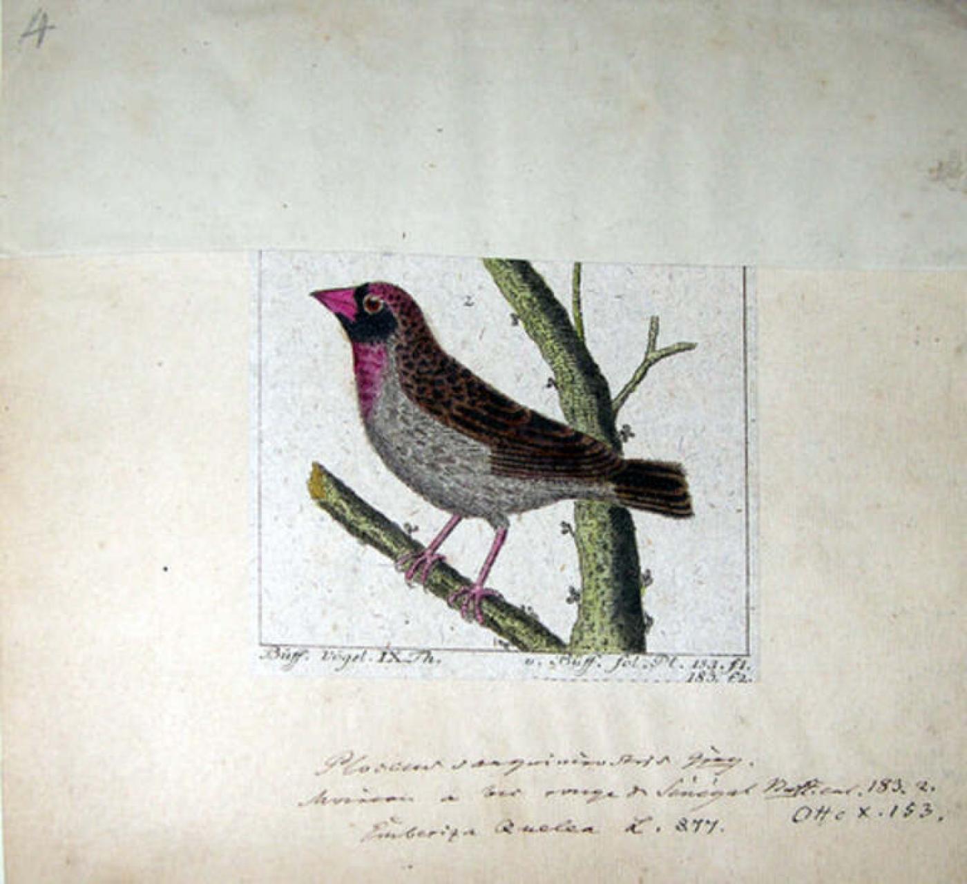 HEINRICH GOTTLIEB LUDWIG REICHENBACH - ORIGINAL WATERCOLOR DRAWINGS FOR ...