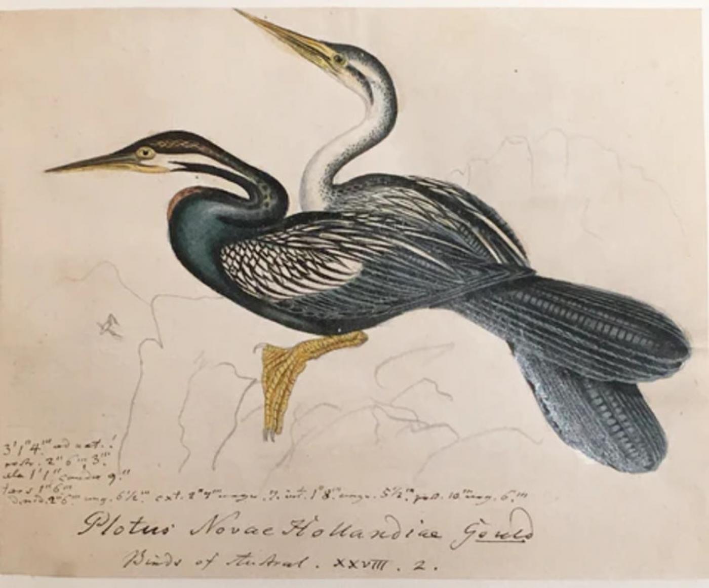HEINRICH GOTTLIEB LUDWIG REICHENBACH - ORIGINAL WATERCOLOR DRAWINGS FOR ...