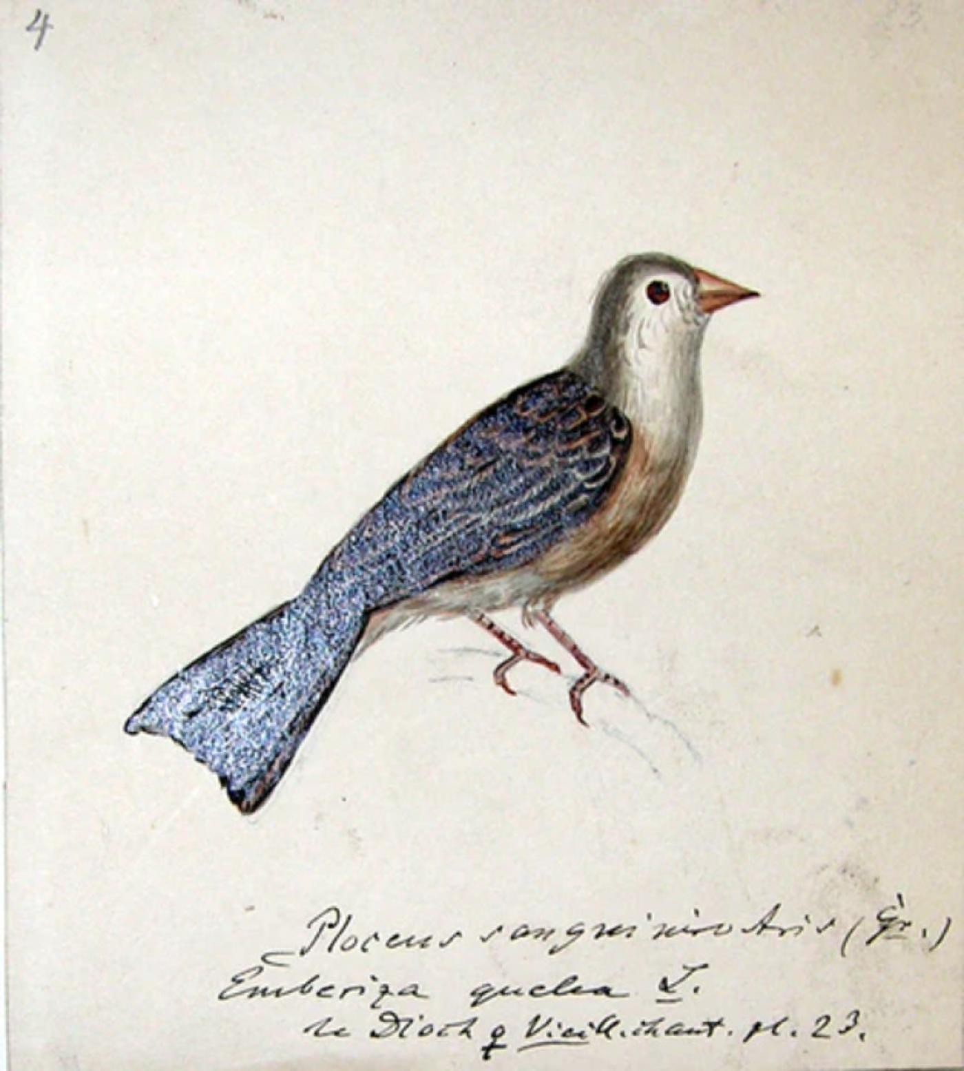 HEINRICH GOTTLIEB LUDWIG REICHENBACH - ORIGINAL WATERCOLOR DRAWINGS FOR ...