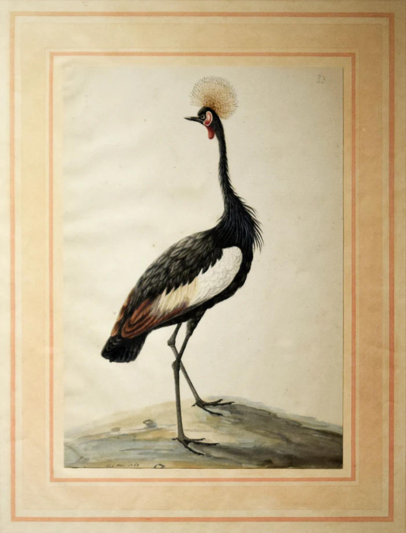 SARAH STONE - SARAH STONE (BRITISH, C. 1760-1844), GREY CROWNED CRANE
