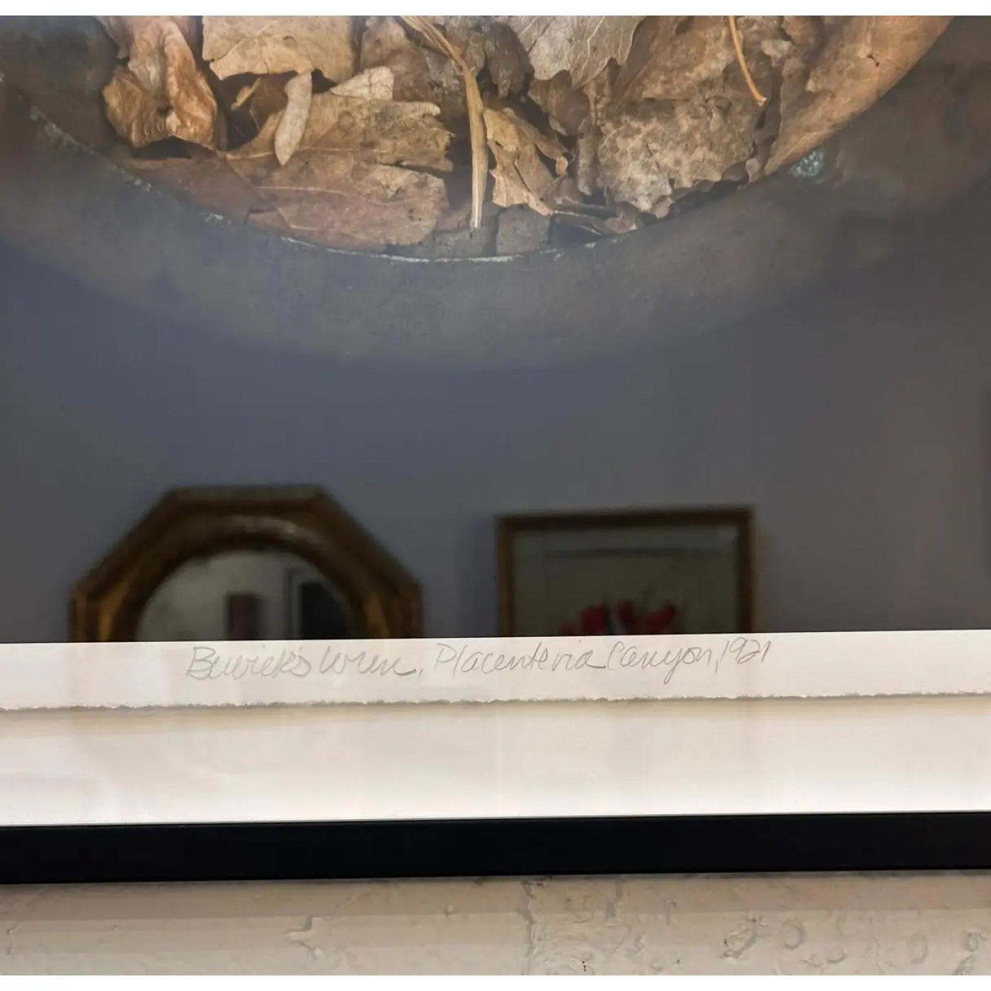 Sharon Beals - Sharon Beals Lithograph of a Bewicks Wren Nest