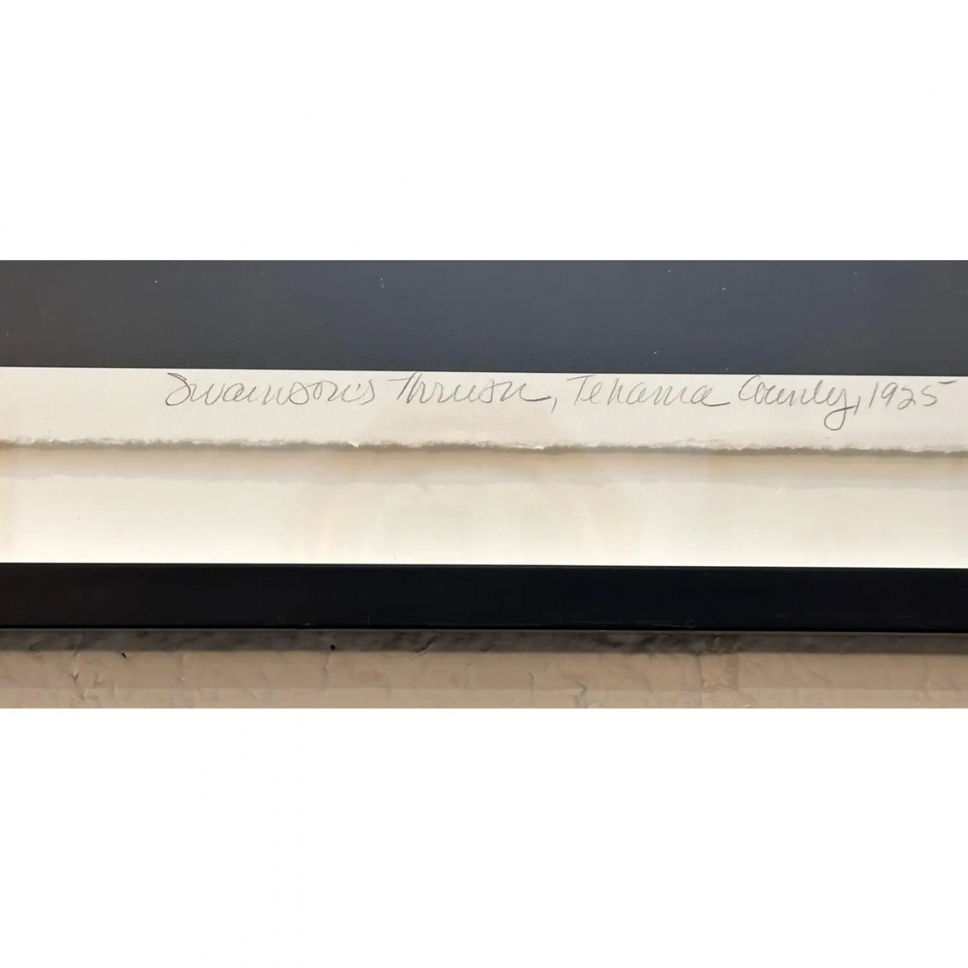 Sharon Beals - Sharon Beals Lithograph of a Swainson's Thrush Nest