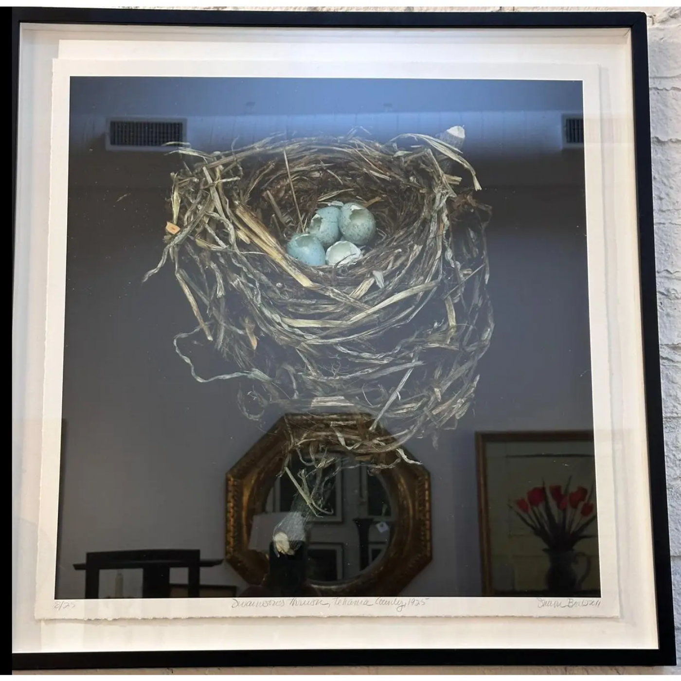 Sharon Beals - Sharon Beals Lithograph of a Swainson's Thrush Nest
