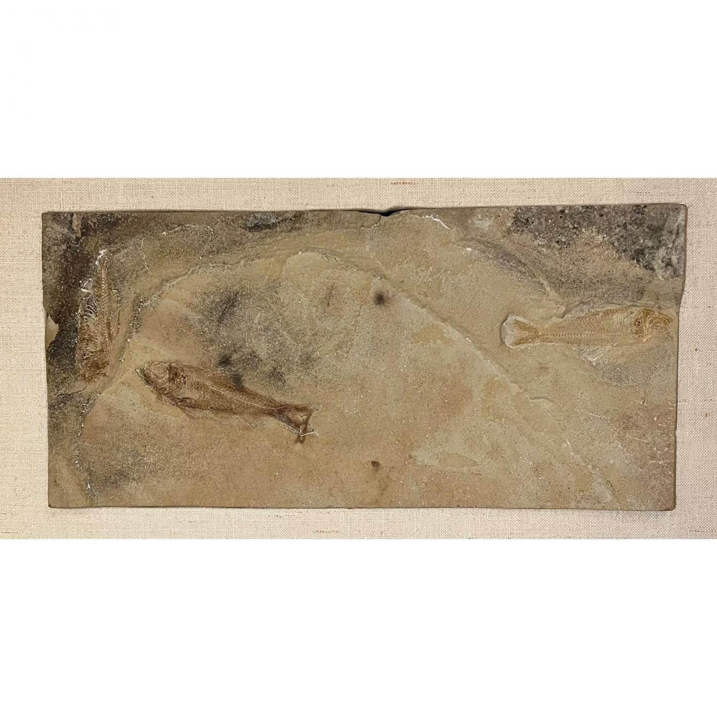 50 Million Year Old Eocene Era Fossil Fish Art in Stone