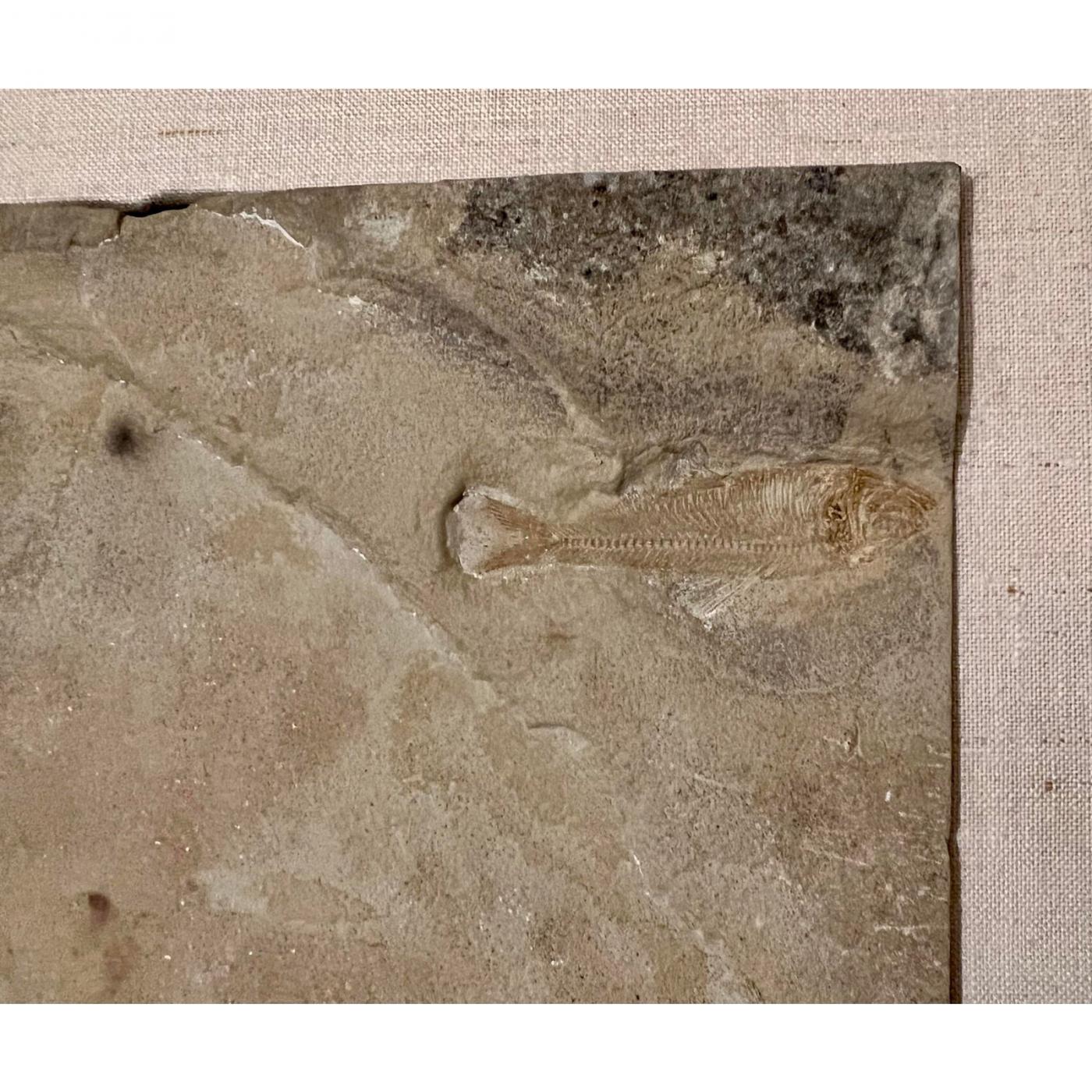 50 Million Year Old Eocene Era Fossil Fish Art in Stone