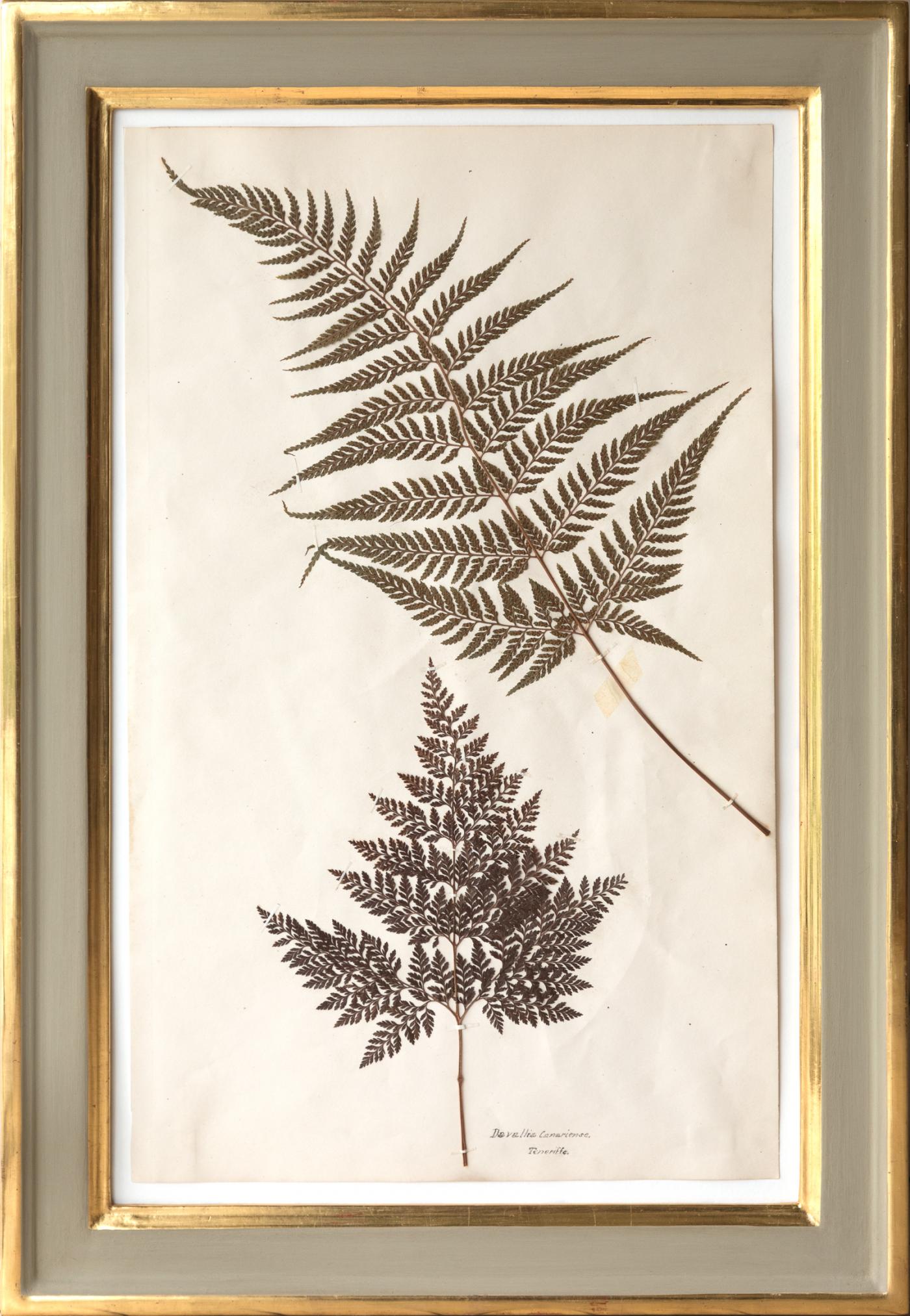 A SET OF SIX 19TH CENTURY PRESSED FERNS