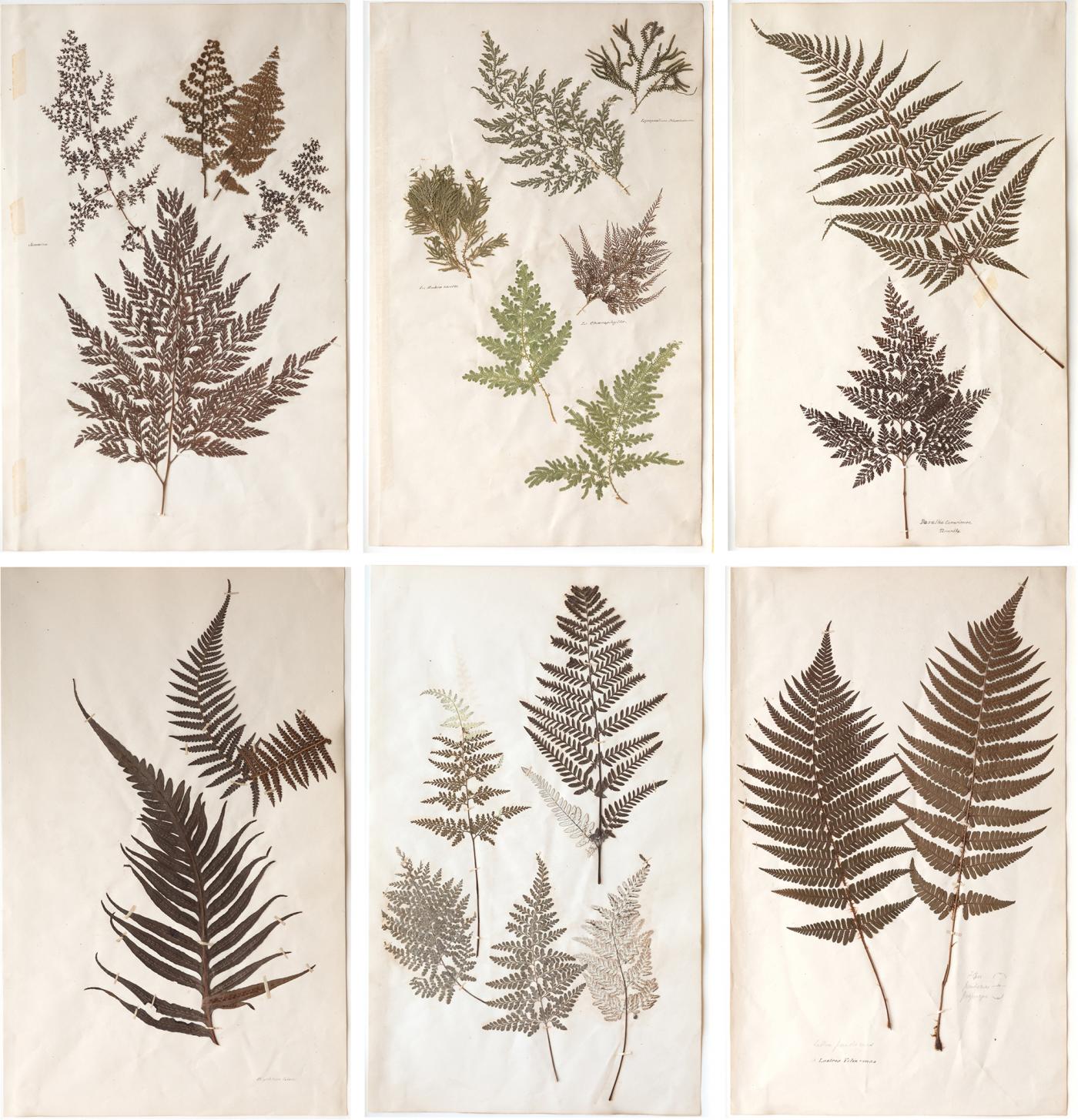 A SET OF SIX 19TH CENTURY PRESSED FERNS