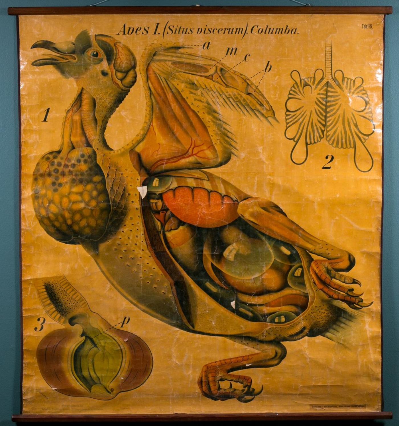 "Aves I." Baby Bird Chart