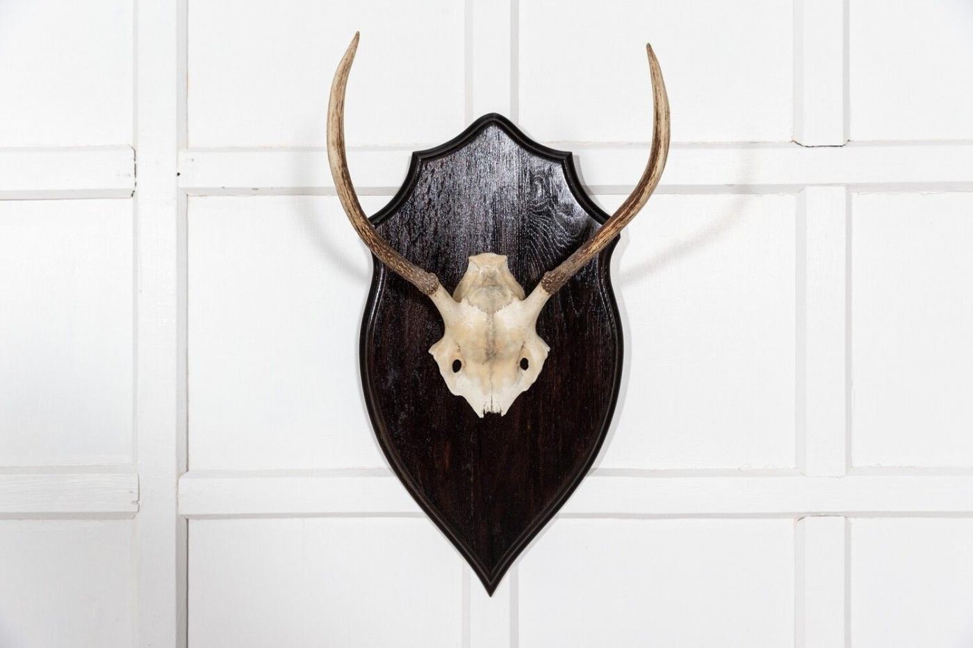 Ebonised Oak Shield Mounted Antlers