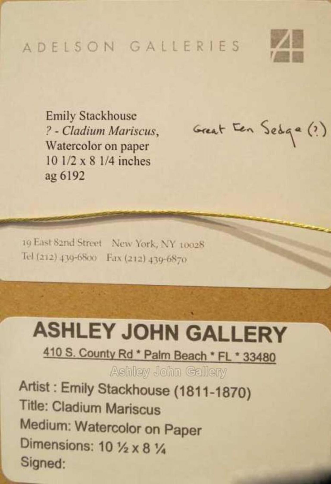 Emily Stackhouse - "Cladium Mariscus"