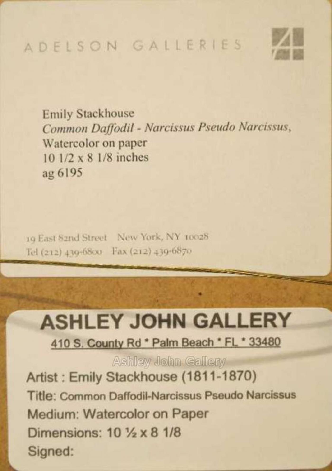 Emily Stackhouse - "Common Daffodil - Narcissus Pseudo Narcissus"