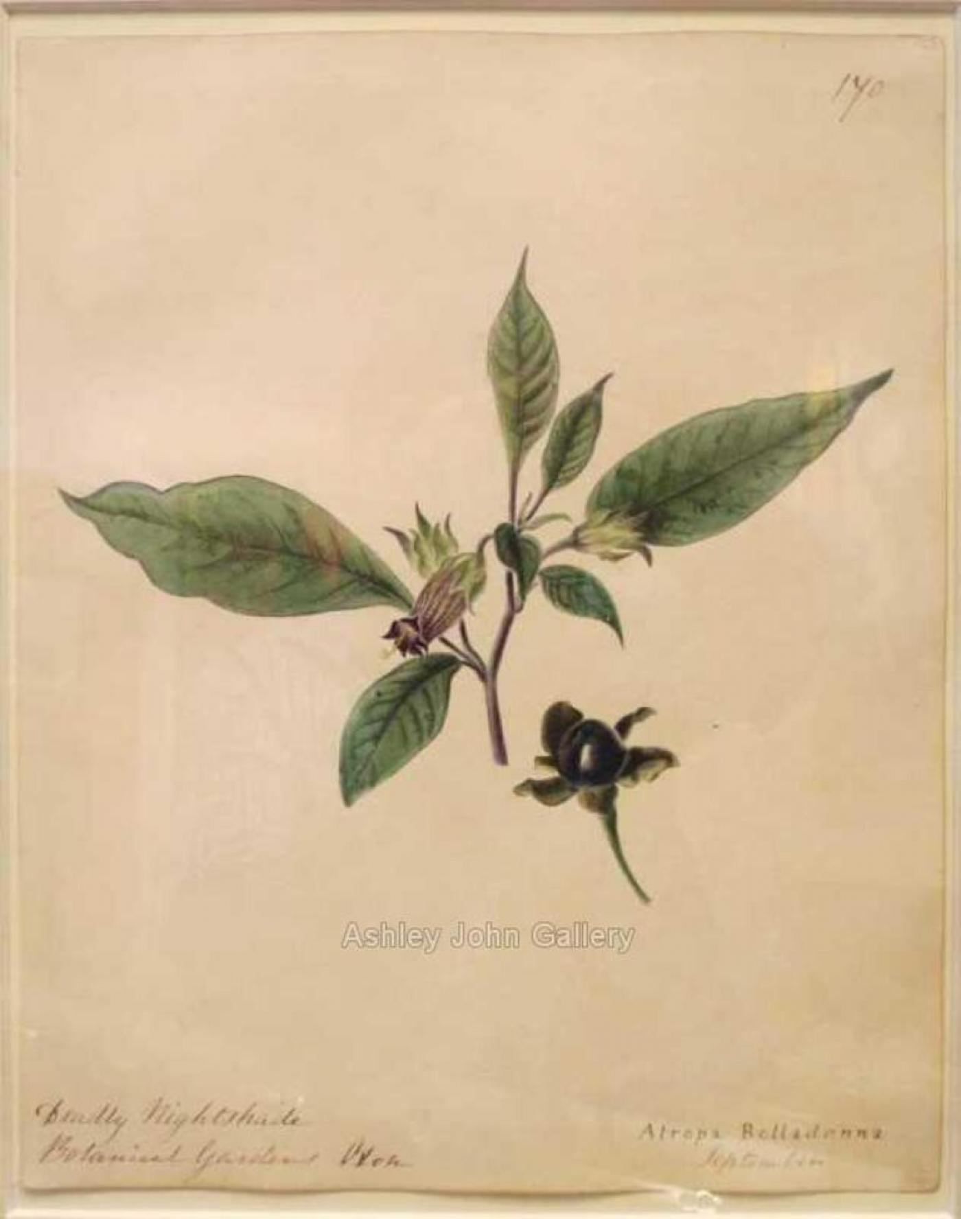 Emily Stackhouse - "Deadly Nightshade - Atropa Belladonna"