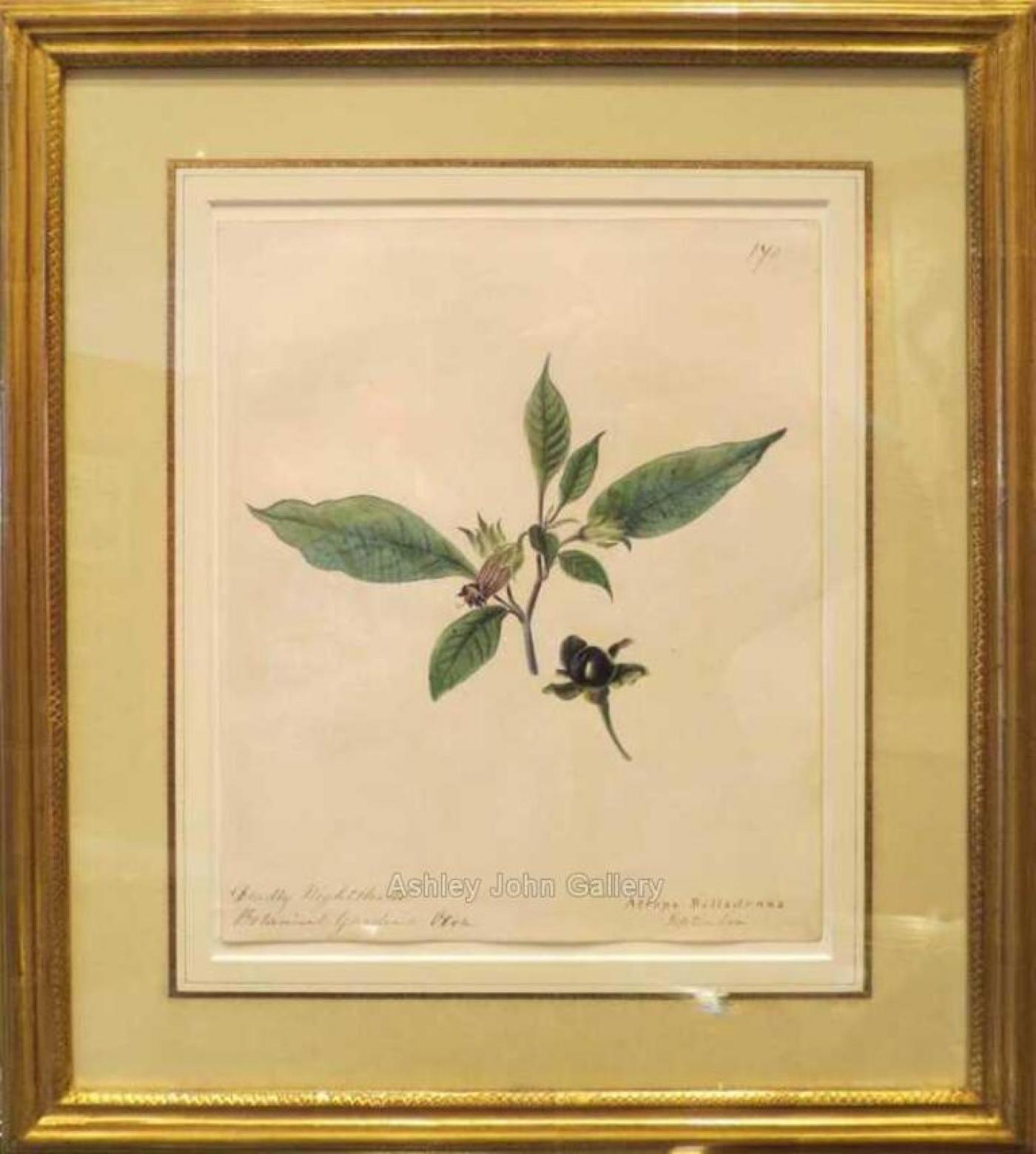 Emily Stackhouse - "Deadly Nightshade - Atropa Belladonna"