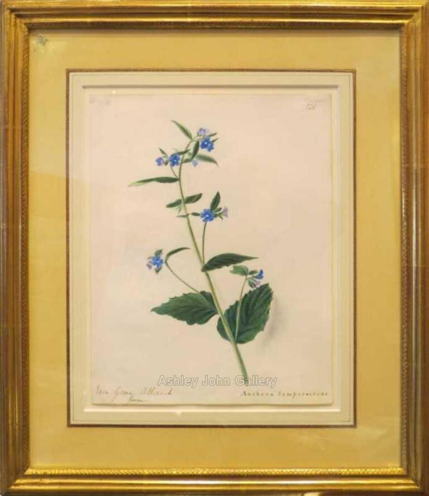 Emily Stackhouse - "Ever Green Alkanet - Anchusa Sempervirens"
