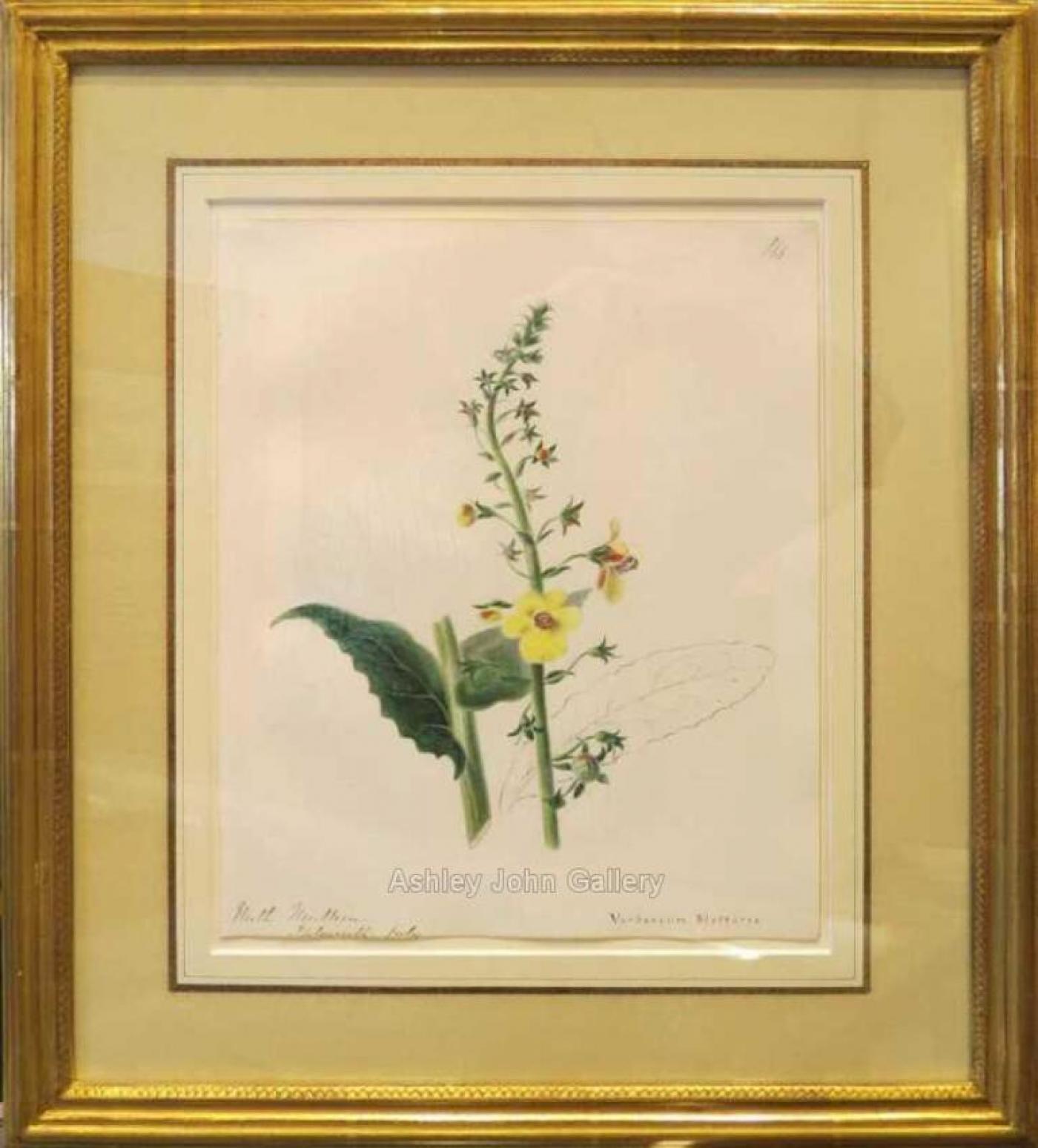 Emily Stackhouse - "Moth Mullein - Verbascum Blattaria"
