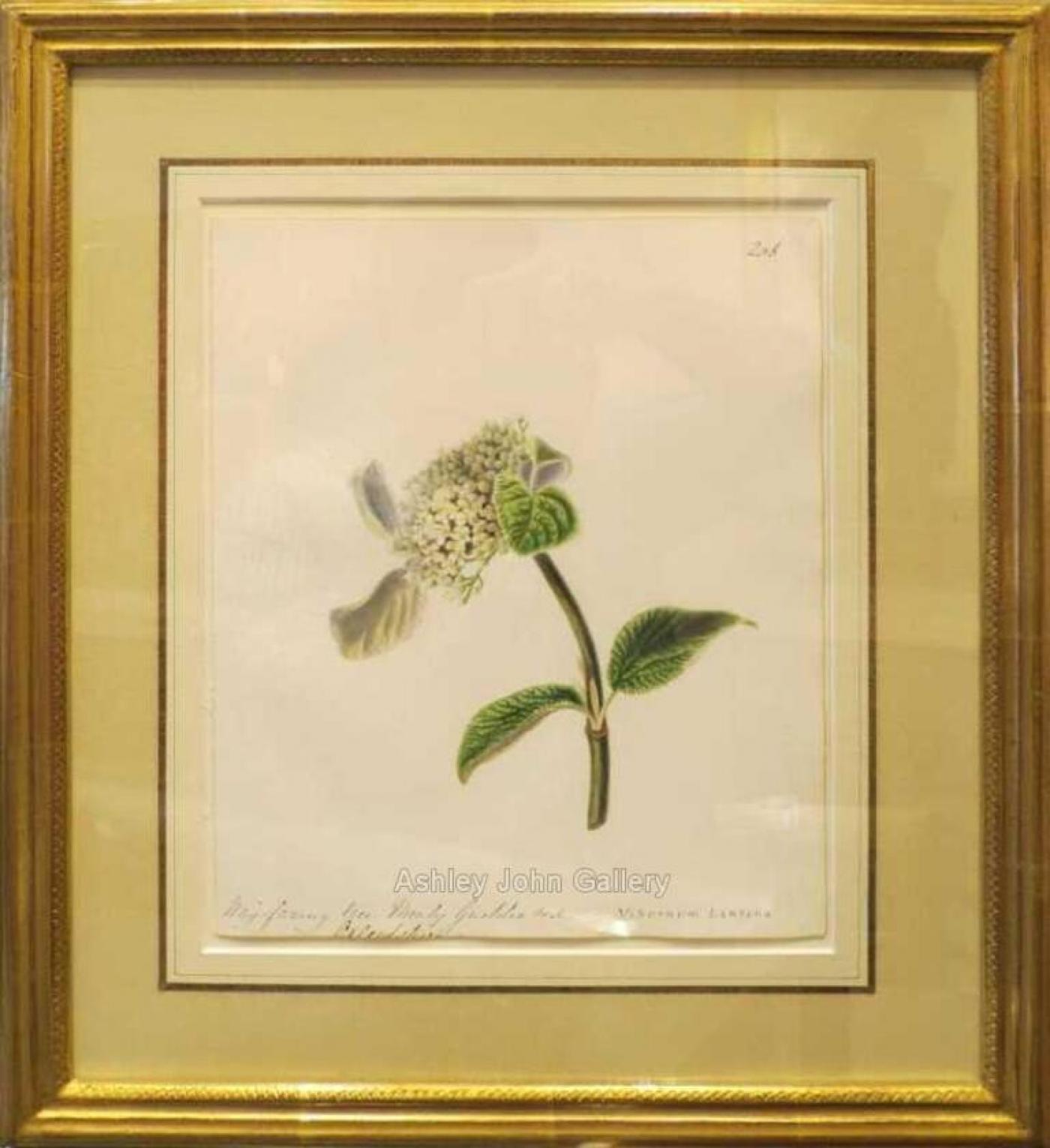 Emily Stackhouse - "Way-faring Tree - Viburnum Lantana"