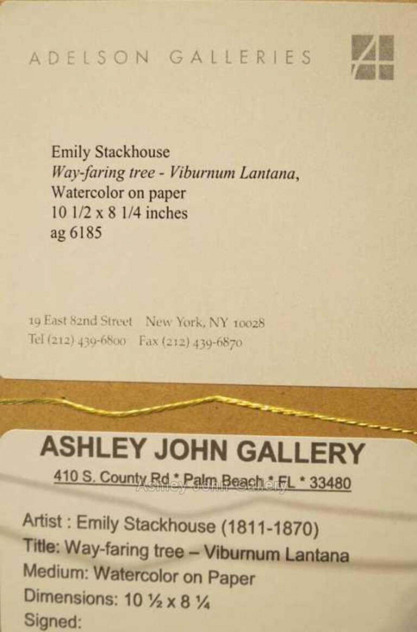 Emily Stackhouse - "Way-faring Tree - Viburnum Lantana"