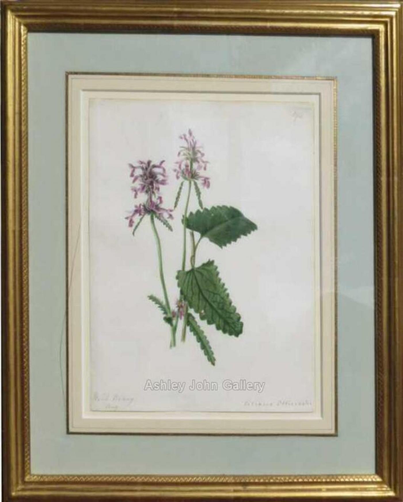 Emily Stackhouse - "Wood Betony - Betonica Offianalis"