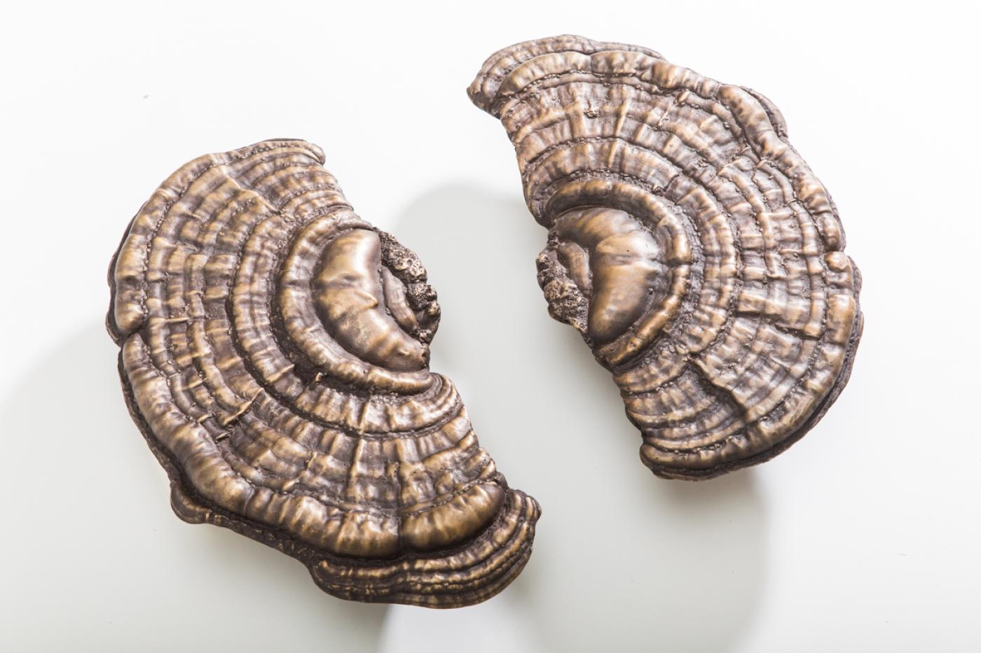 Erin Sullivan - Flora Series, Bronze Mushroom Door Pulls, USA