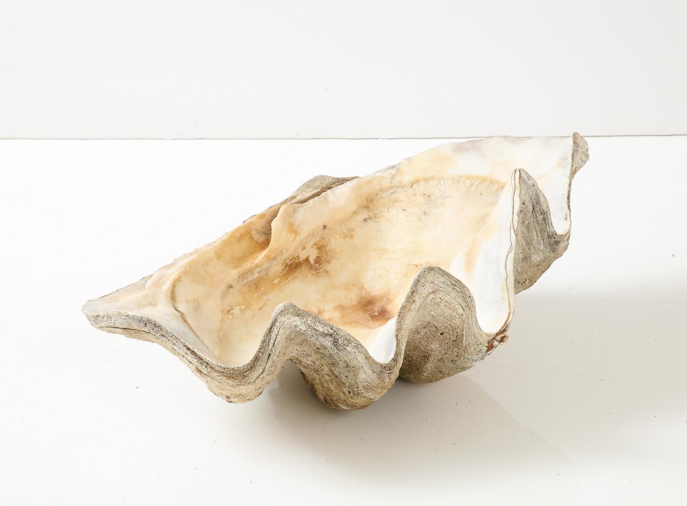Exceptionally Large Antique 'Tridacna Gigas' (Giant Clam) Shell ...