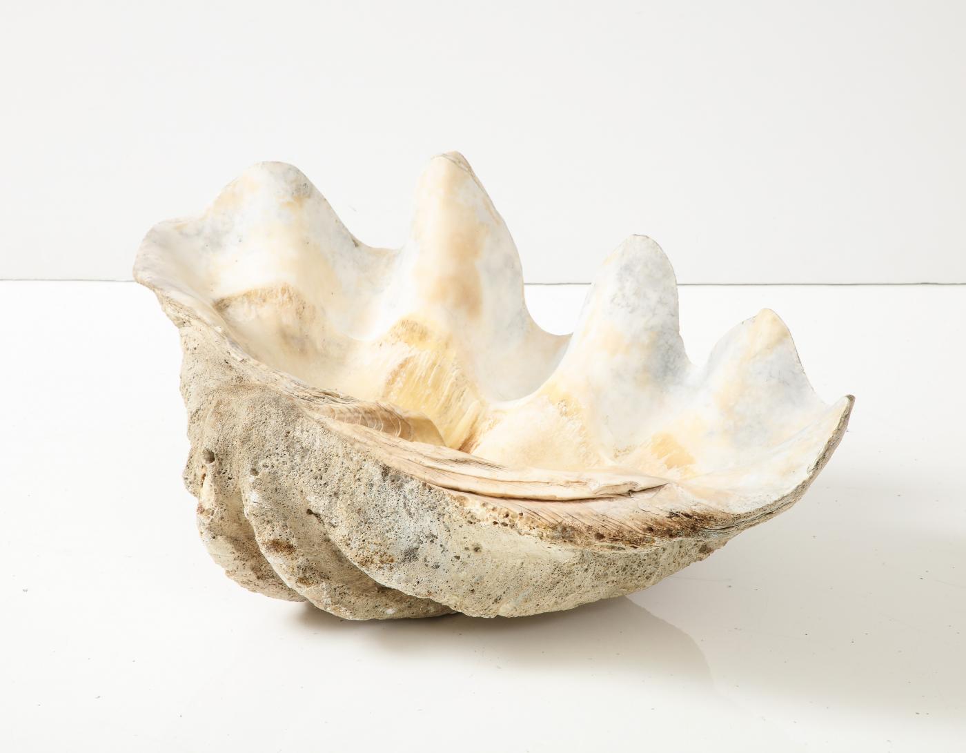 Exceptionally Large Antique 'Tridacna Gigas' (Giant Clam) Shell ...