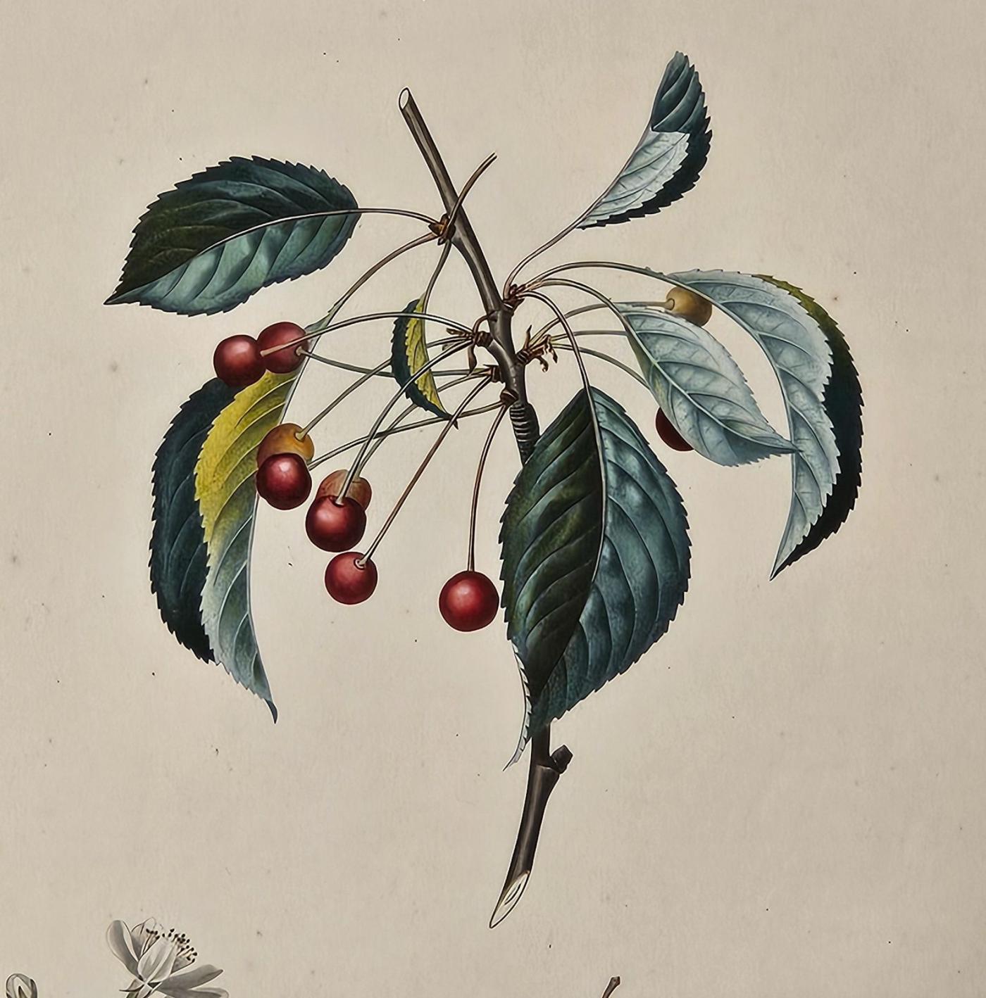 French Botanical Illustration, 19th century