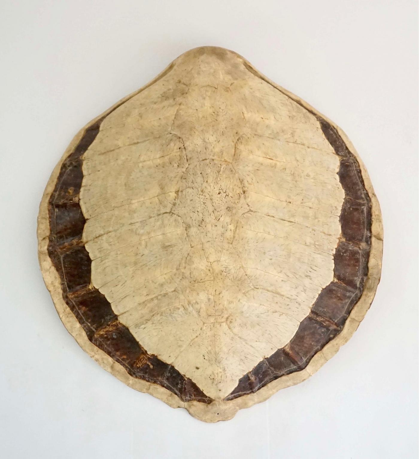 Giant Sea Turtle Carapace or Shell, 19th Century
